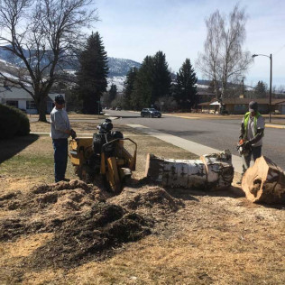 Affordable Tree Service | Missoula, Kalispell, Polson, MT | Arborist ...